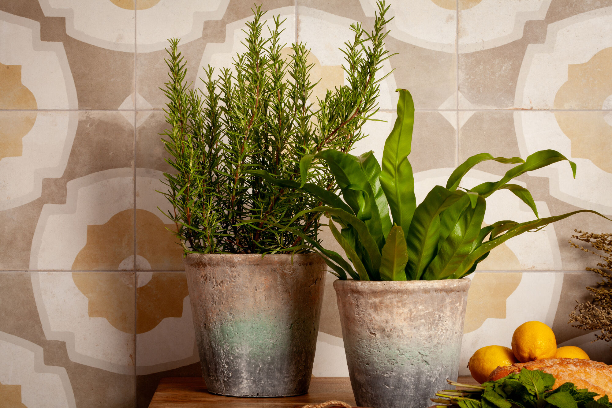 FS FARFALLA - Peronda